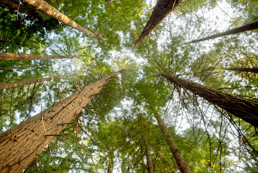 The Three Es of Sustainability